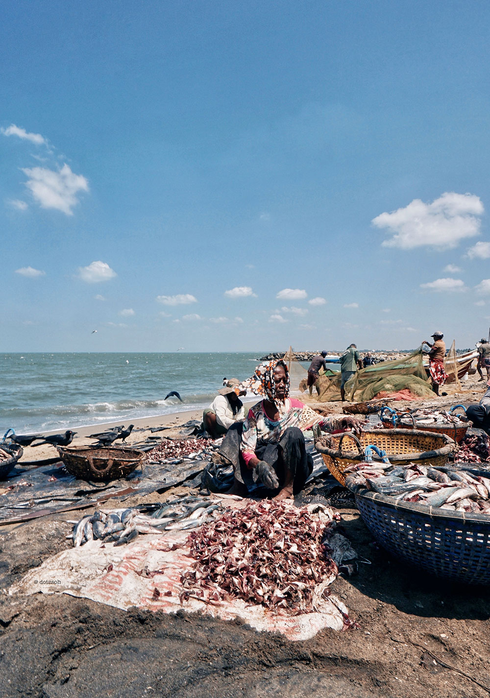 Negombo Fish Market – Sri Lanka - Dotz Soh
