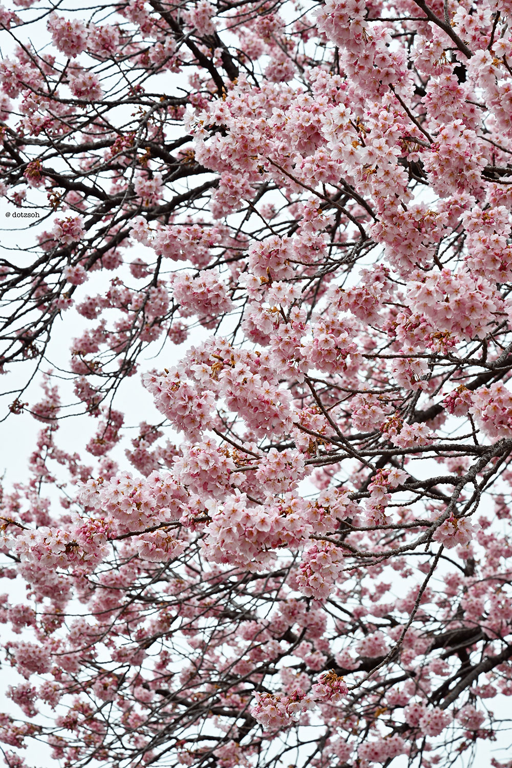Sakura Season in Tokyo with Nikon Z8 - Dotz Soh