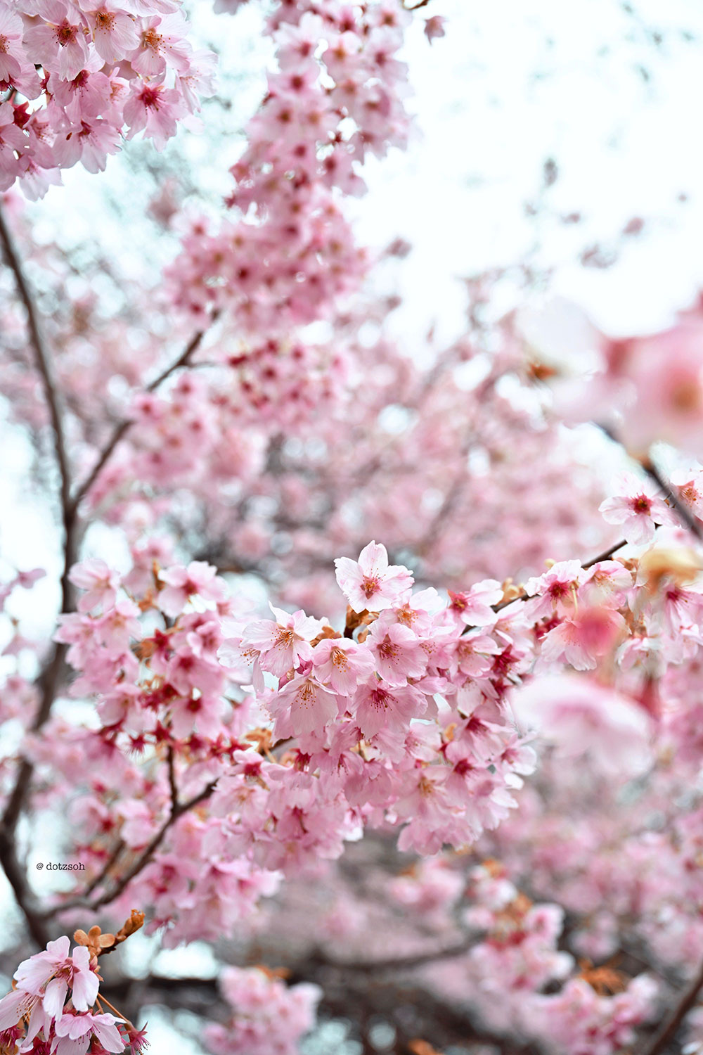Sakura Season in Tokyo with Nikon Z8 - Dotz Soh